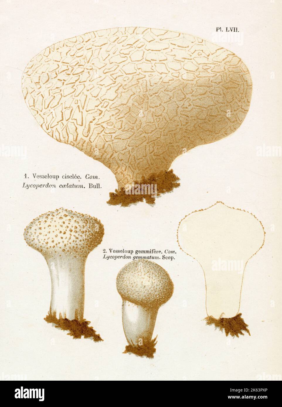 Lycoperdon coelatum hi-res stock photography and images - Alamy