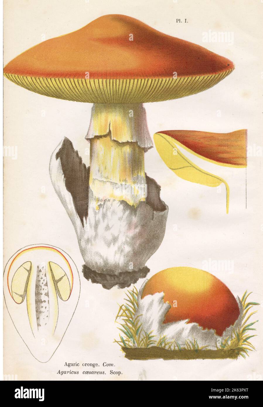 Funghi agaricus hi-res stock photography and images - Alamy