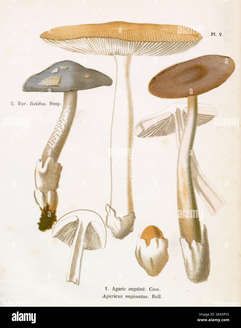 Funghi agaricus hi-res stock photography and images - Alamy