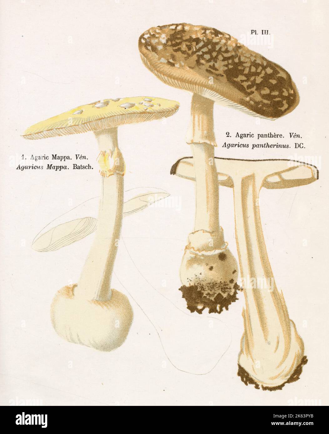 Funghi agaricus hi-res stock photography and images - Alamy