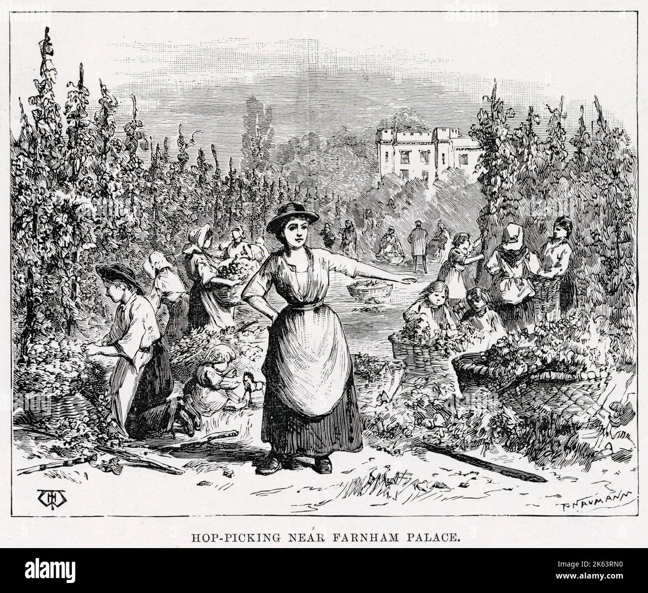 Hops are picked in Surrey near Farnham Palace and sold at Weyhill Fair ...