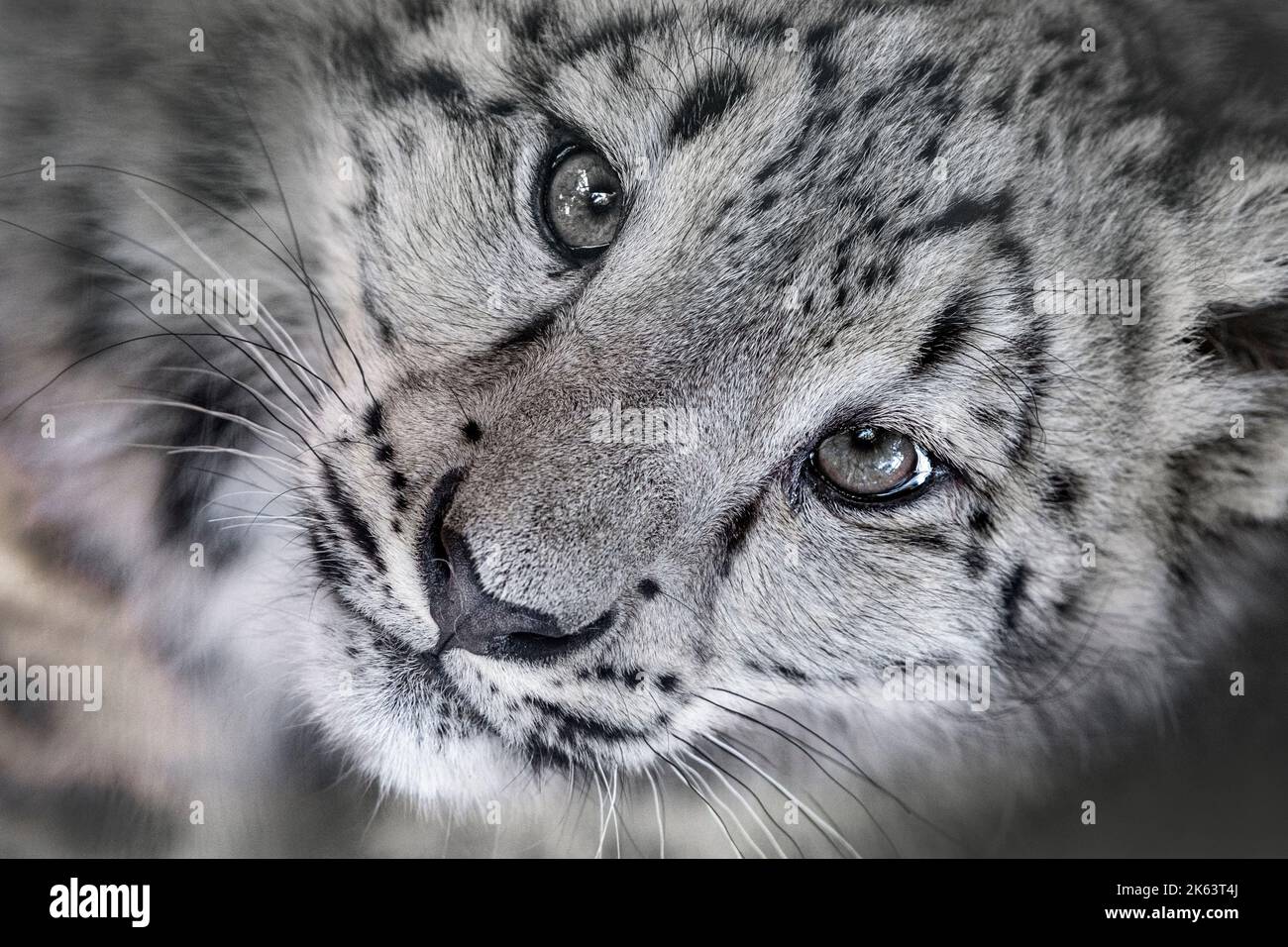 Female snow leopard cub (close-up Stock Photo - Alamy