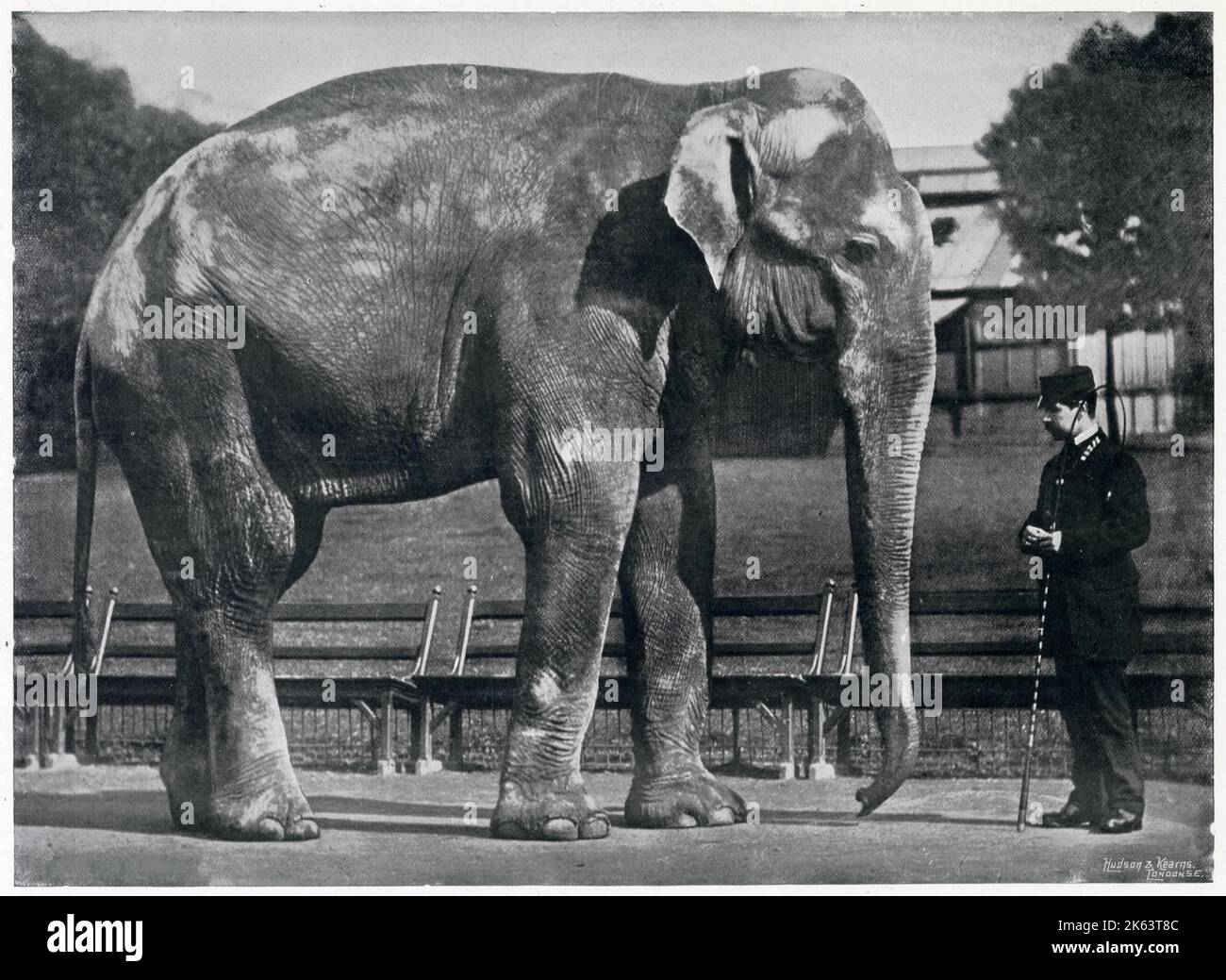 Zoo historical 19th century london hi-res stock photography and images ...