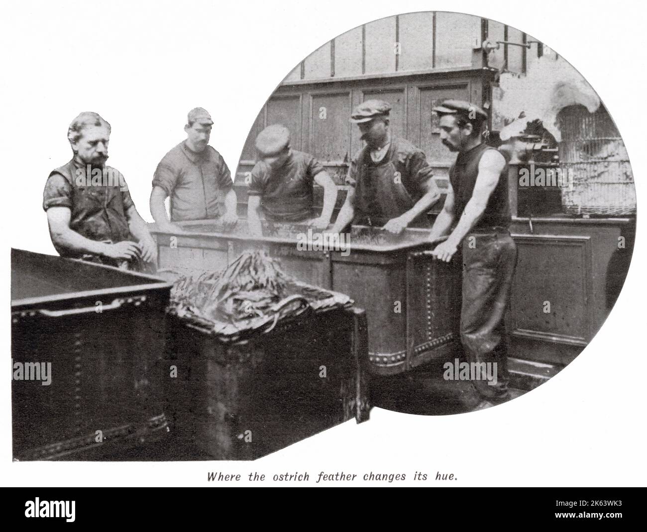 Ostrich feathers production hi-res stock photography and images - Alamy