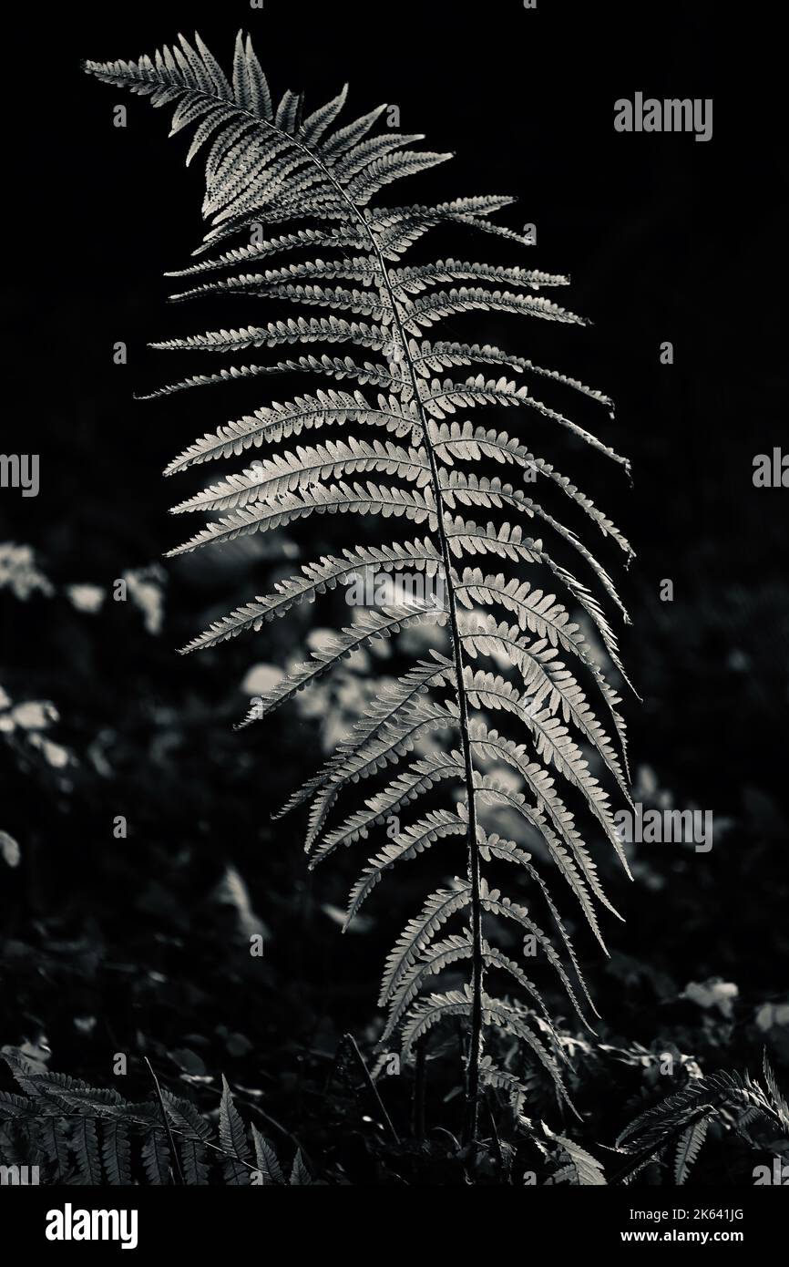 Autumn woodland Monochrome Stock Photo - Alamy