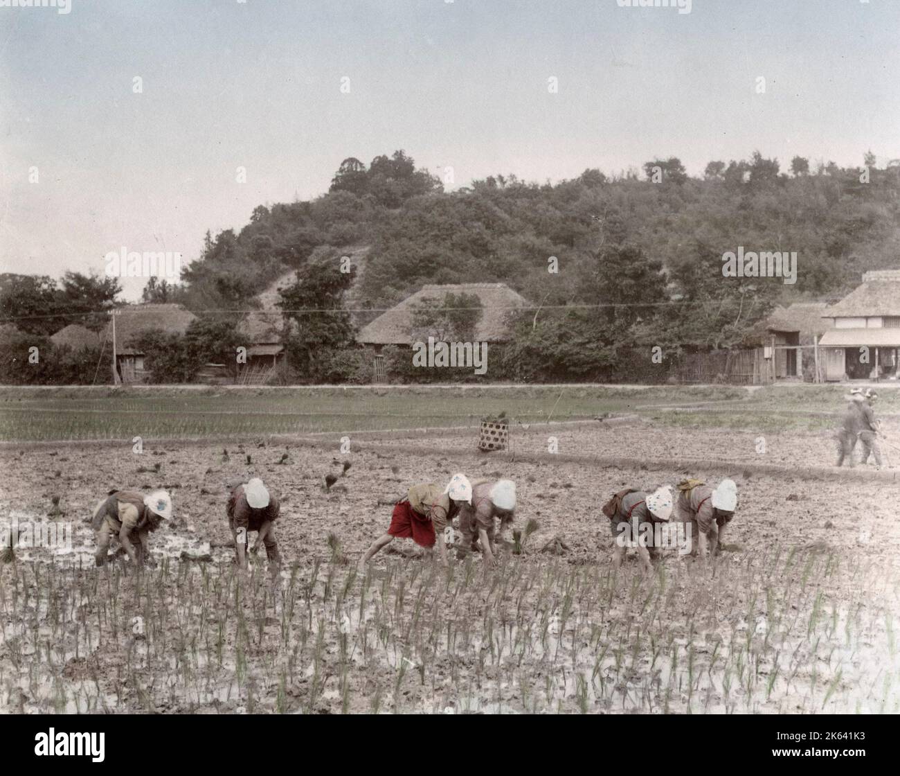 Planting rice, Japan. Vintage 19th century photograph Stock Photo - Alamy