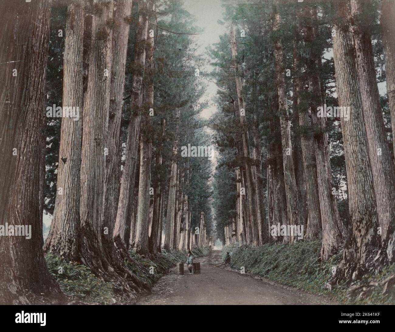Large pine trees along the Imaichi Road, Nikko, Japan. Vintage 19th ...
