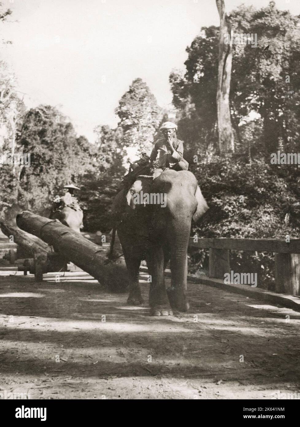 Elephant pulling log hi-res stock photography and images - Alamy