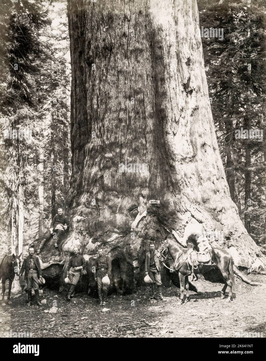 Grizzly Redwood