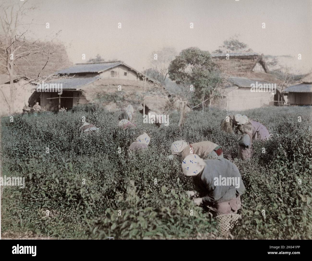 Farm workers picking tea, Japan. Vintage 19th century photograph Stock ...