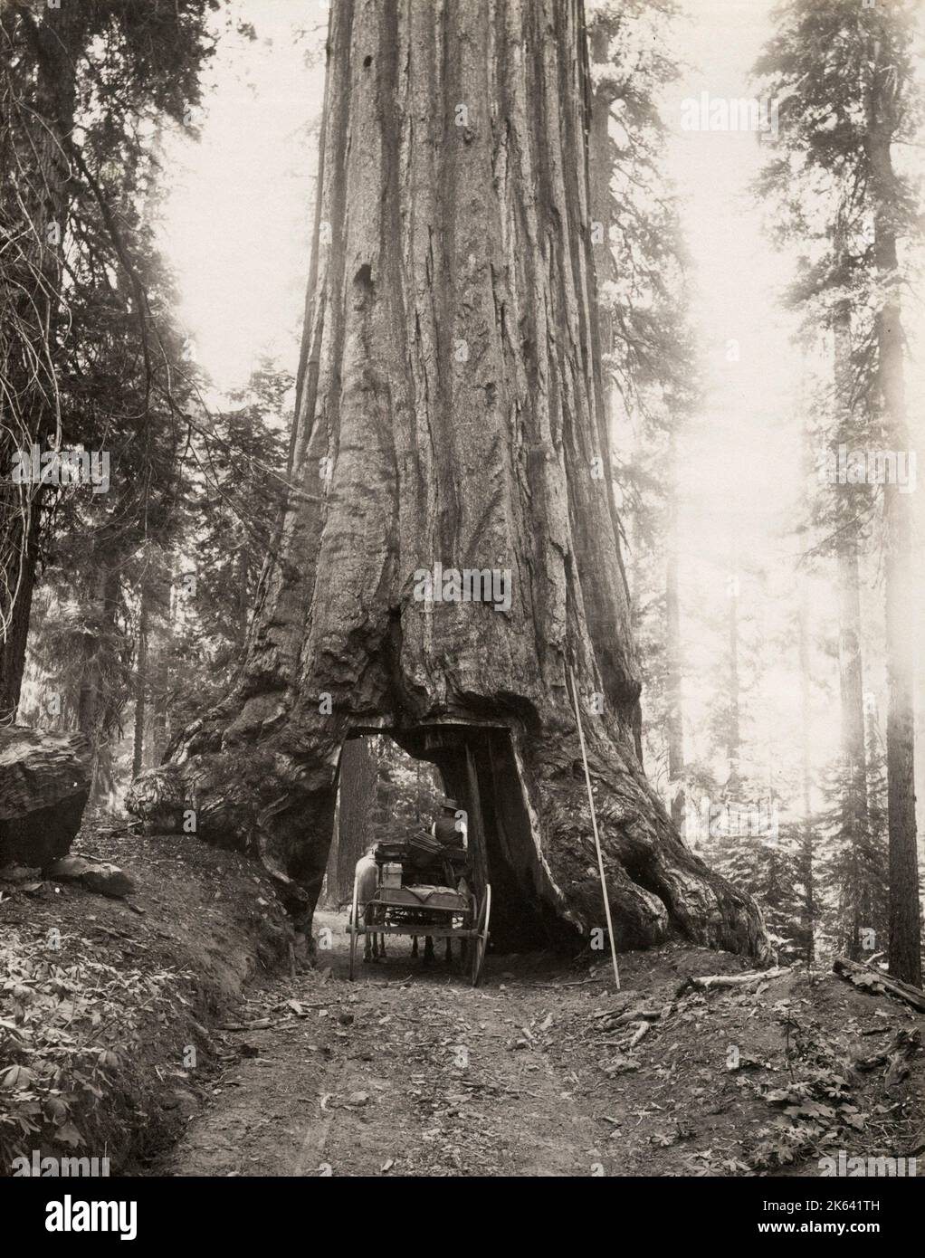 Wawona, giant sequioa tree, with carriage passing through, Mariposa ...
