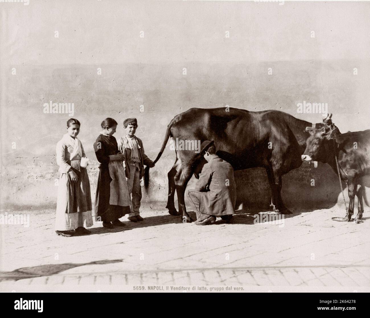 c.1880s Italy - milking a cow in the street with customers queueing ...