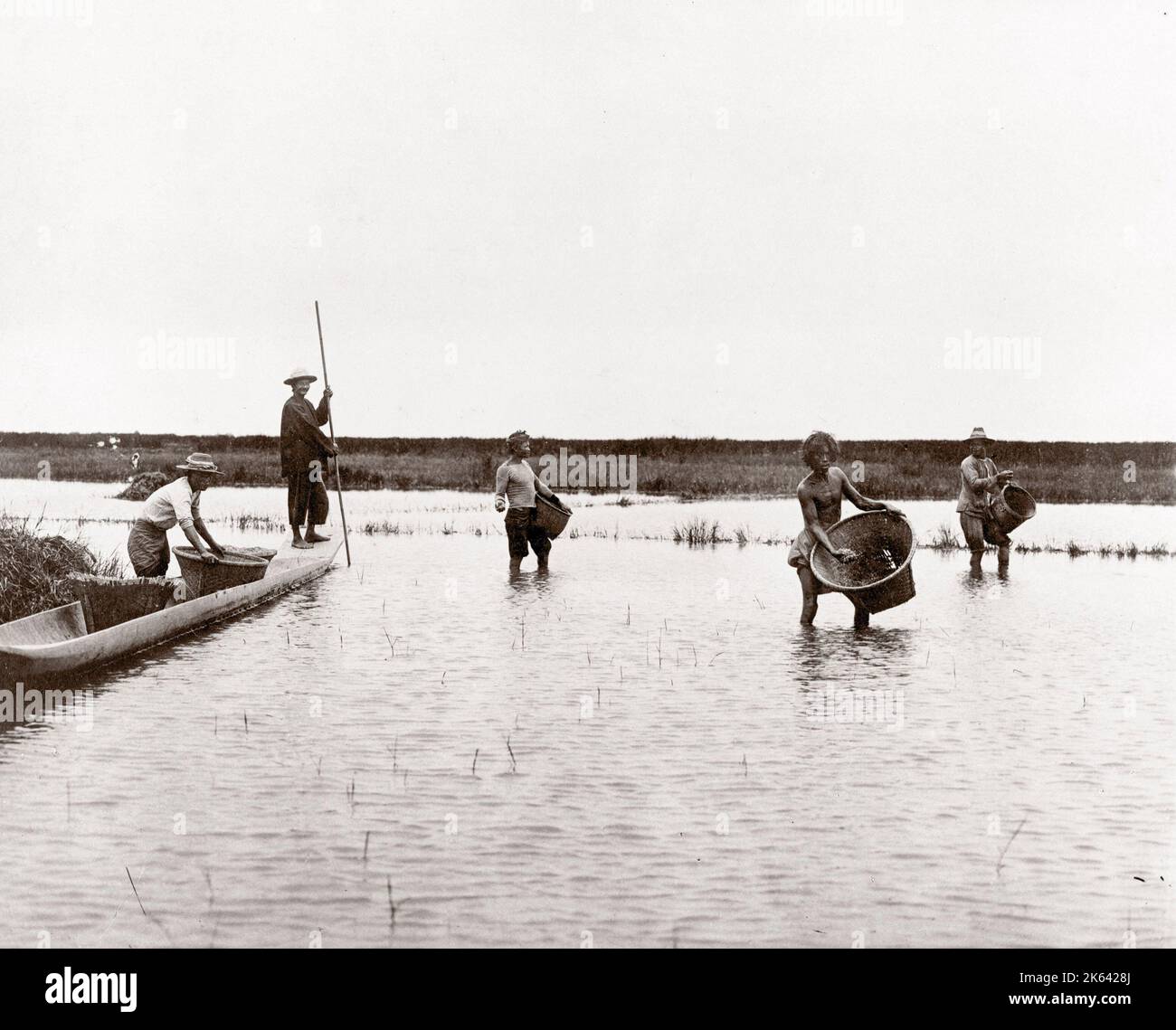 c.1890s South East Asia - planting a rice paddy field Stock Photo - Alamy