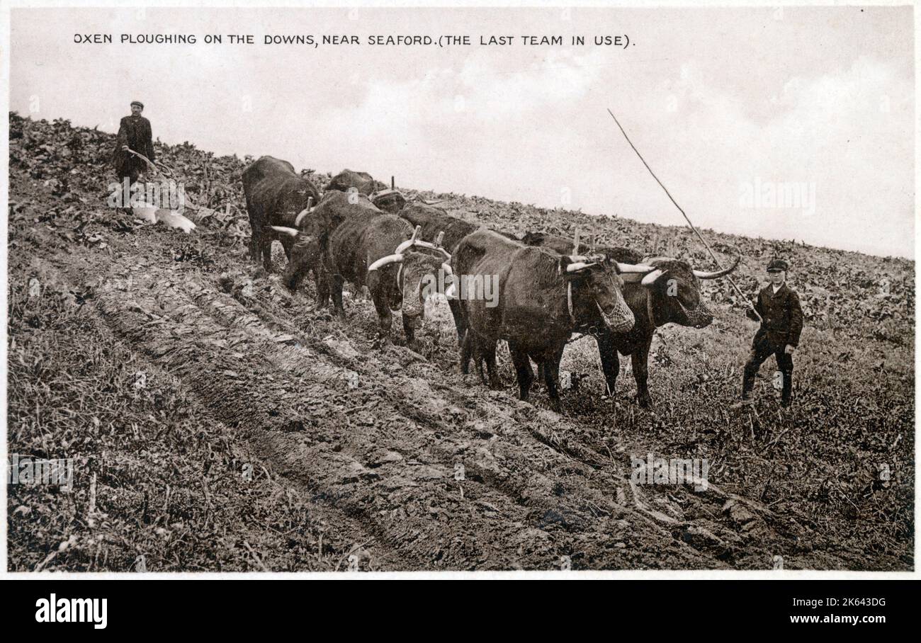 Oxen ploughing on the South Downs near Seaford, East Sussex - the last ...