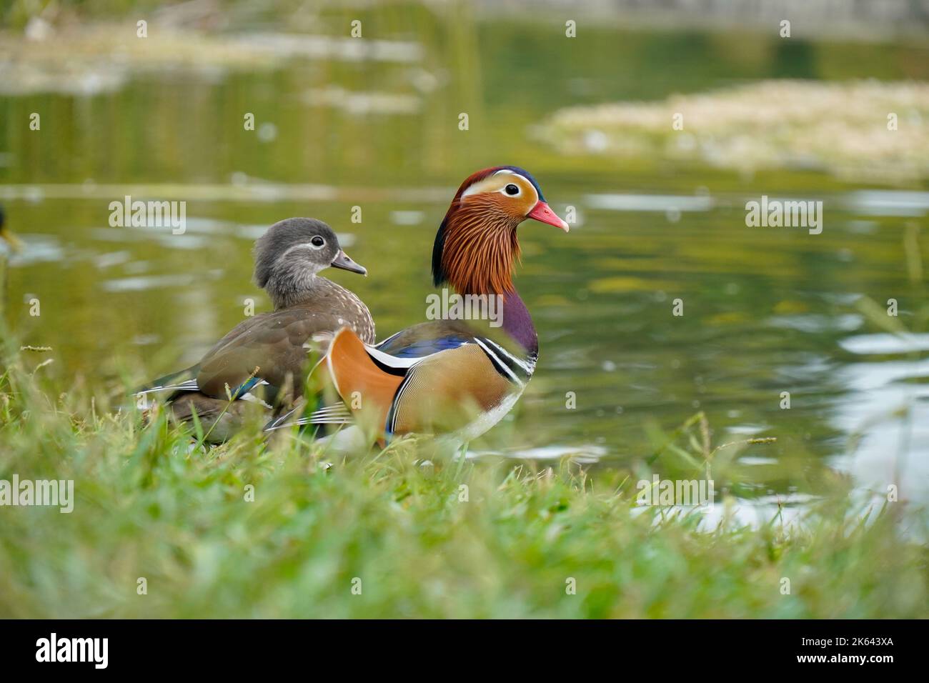 Mandarin ducks couple hi-res stock photography and images - Alamy