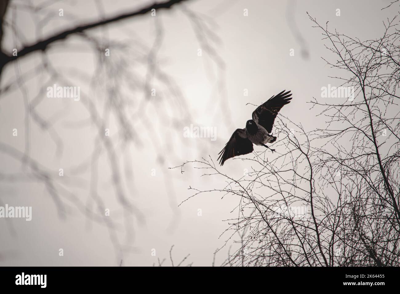 A low angle of a hooded crow (Corvus cornix) in the sky with leafless ...
