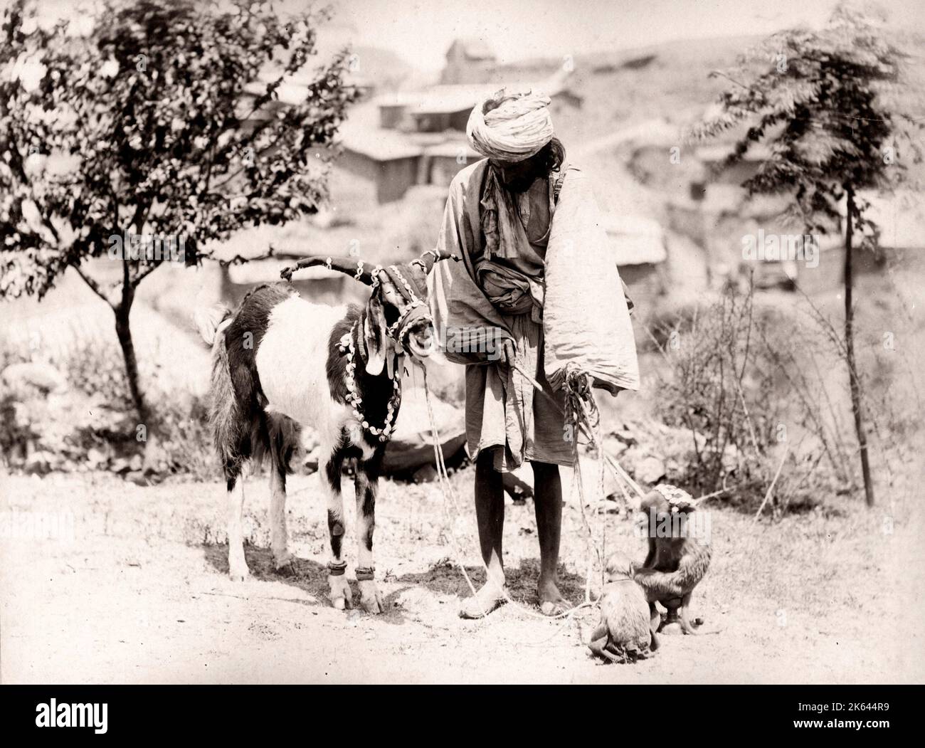 Street performer, entertainer, with goat and monkeys, India, c.1890's ...