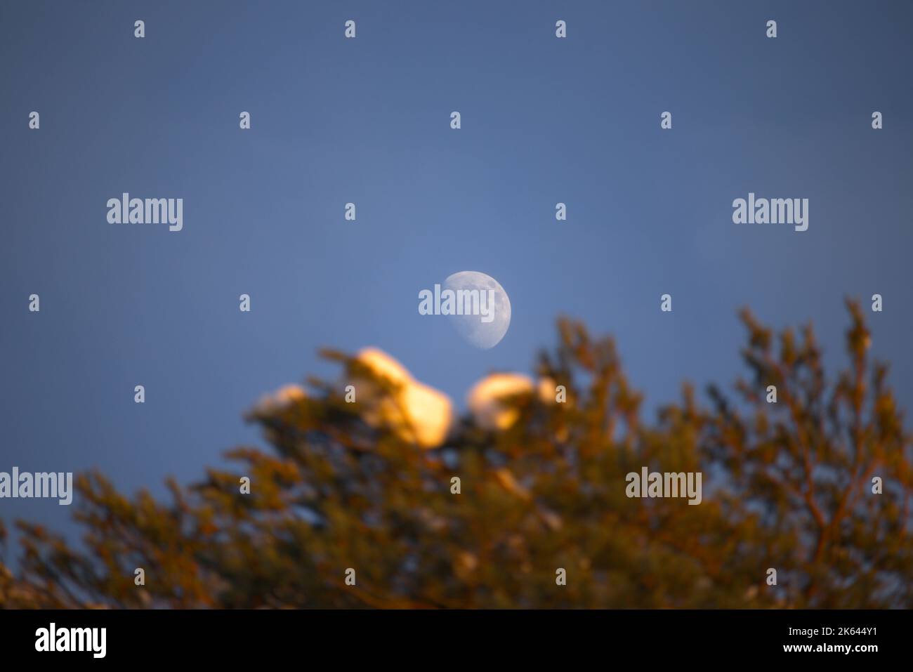 The moon behind the trees at night in the blue sky Stock Photo - Alamy