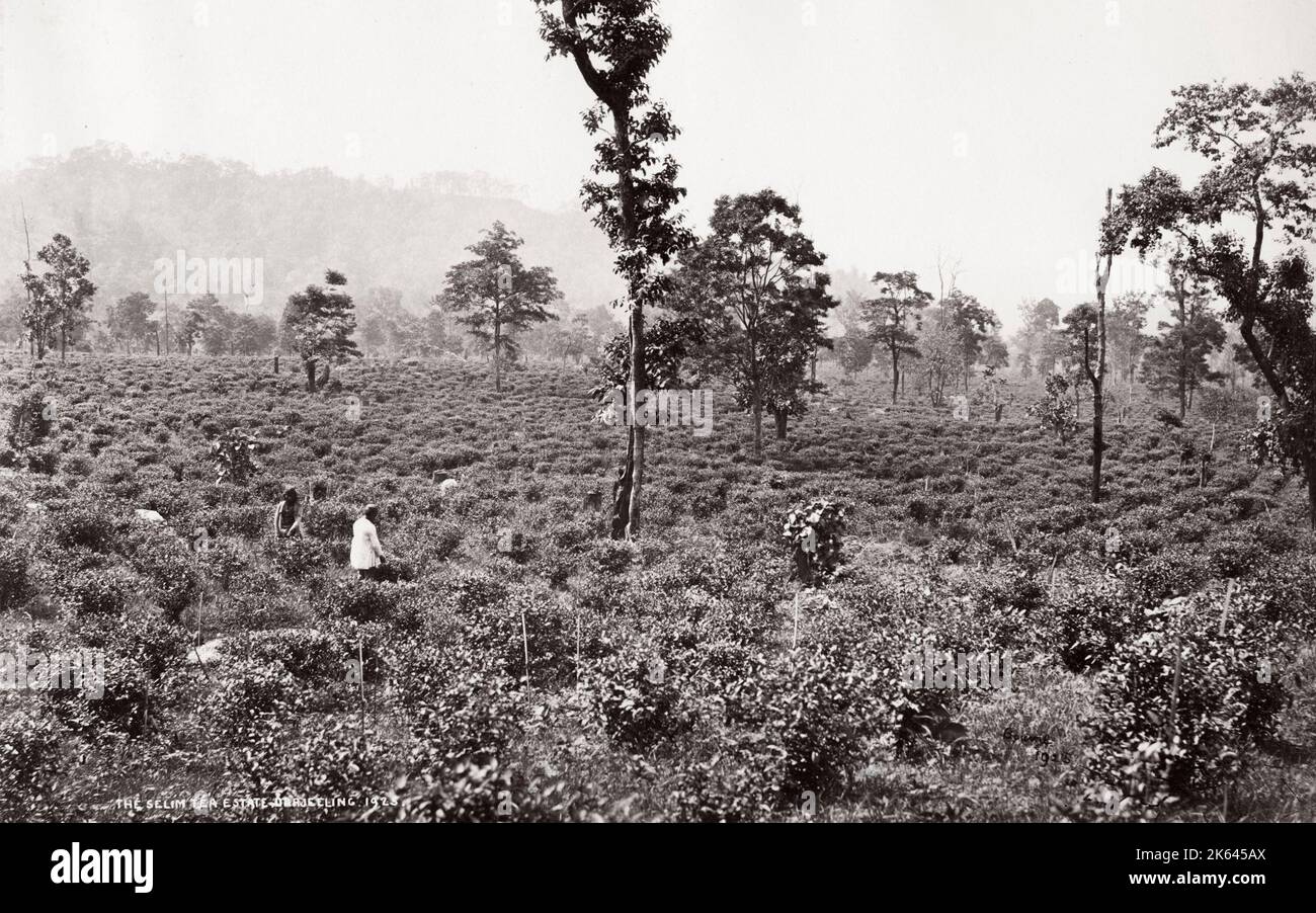 Tea history darjeeling hi-res stock photography and images - Alamy