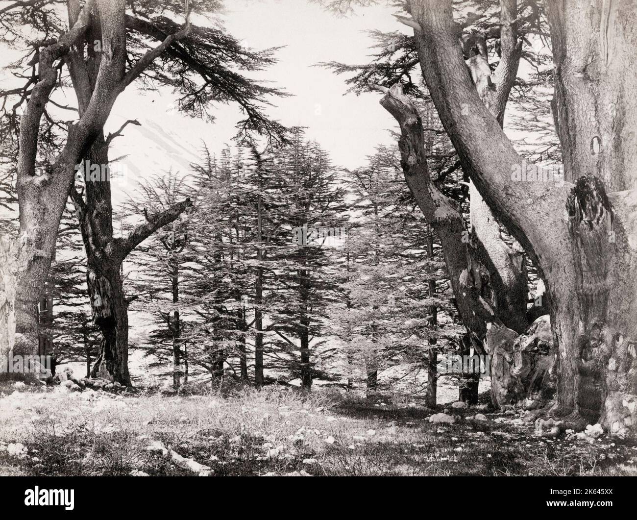 Lebanese cedar wood hi-res stock photography and images - Alamy