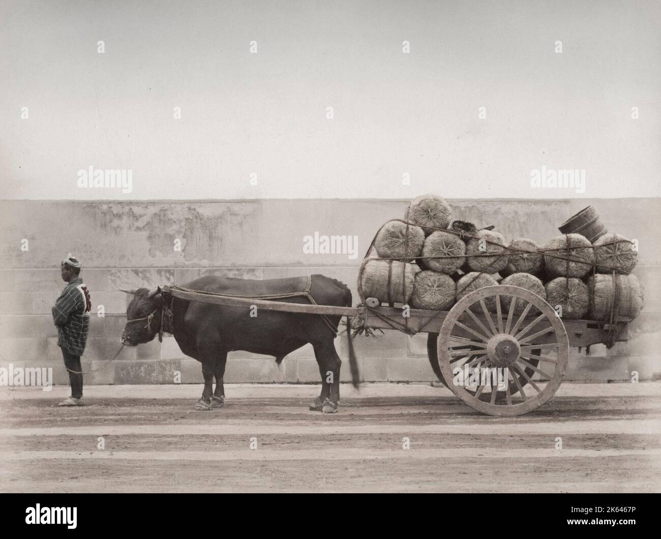 19th century vintage photograph: Bull, ox cart loaded with bales, Japan ...