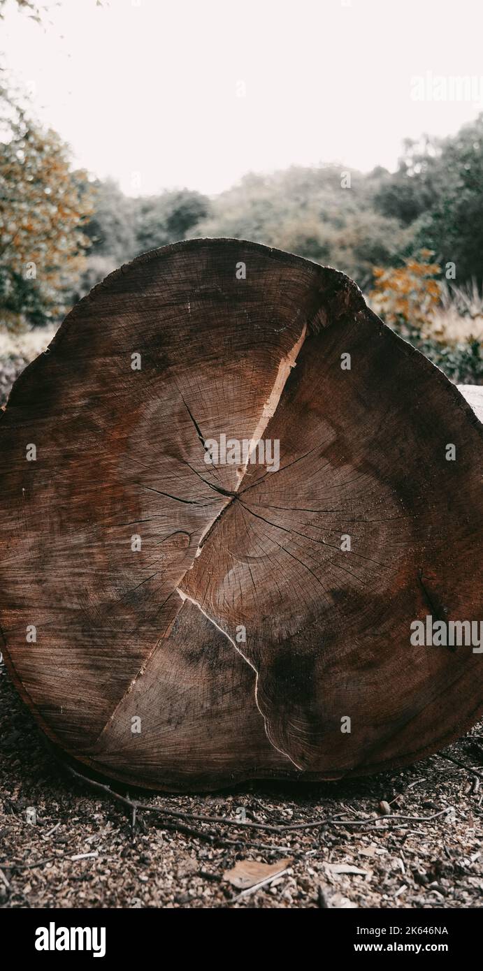 A vertical shot of a tree log on the ground on a rainy day in the ...