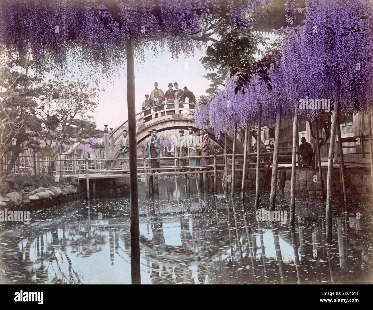 c. 1880s Japan - wisteria flowers and bridge Stock Photo - Alamy