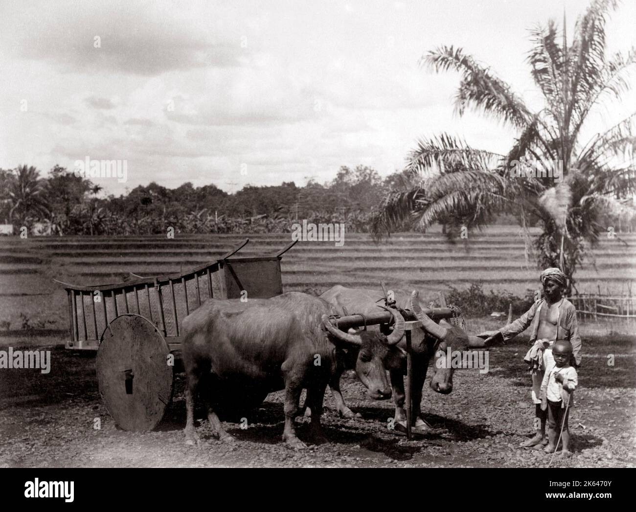 c.1880 South East Asia - bullock cart and driver in rice paddy field ...