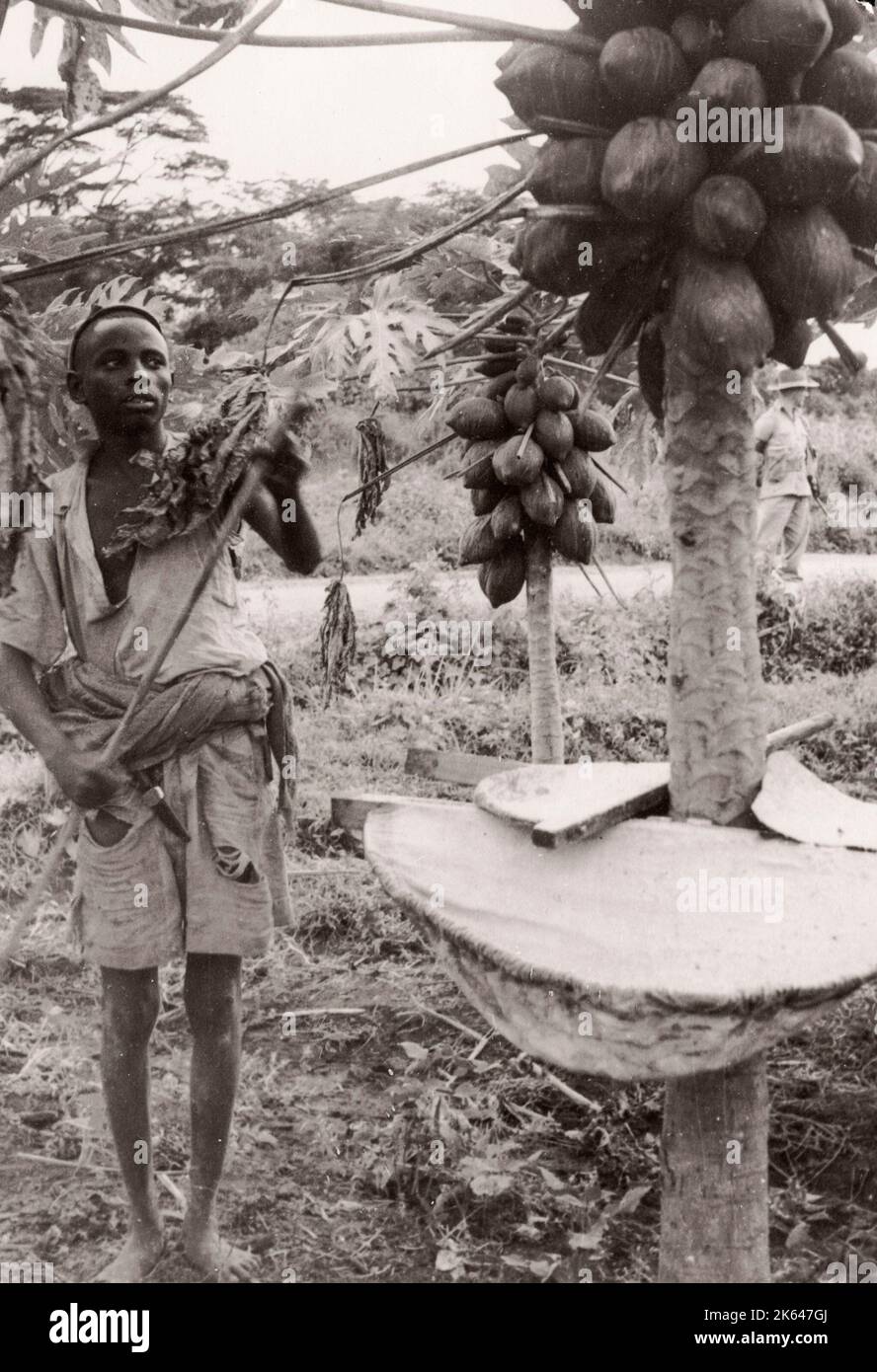 1940s East Africa - papaya or pawpaw tree, Kenya Photograph by a ...