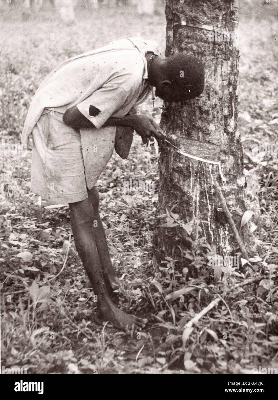 1940s East Africa Uganda - tapping and processing rubber trees for ...
