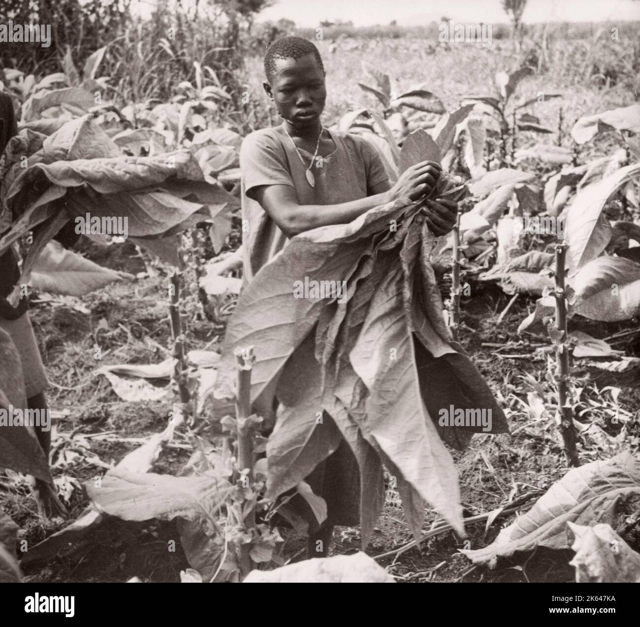 Farming during wartime hi-res stock photography and images - Alamy