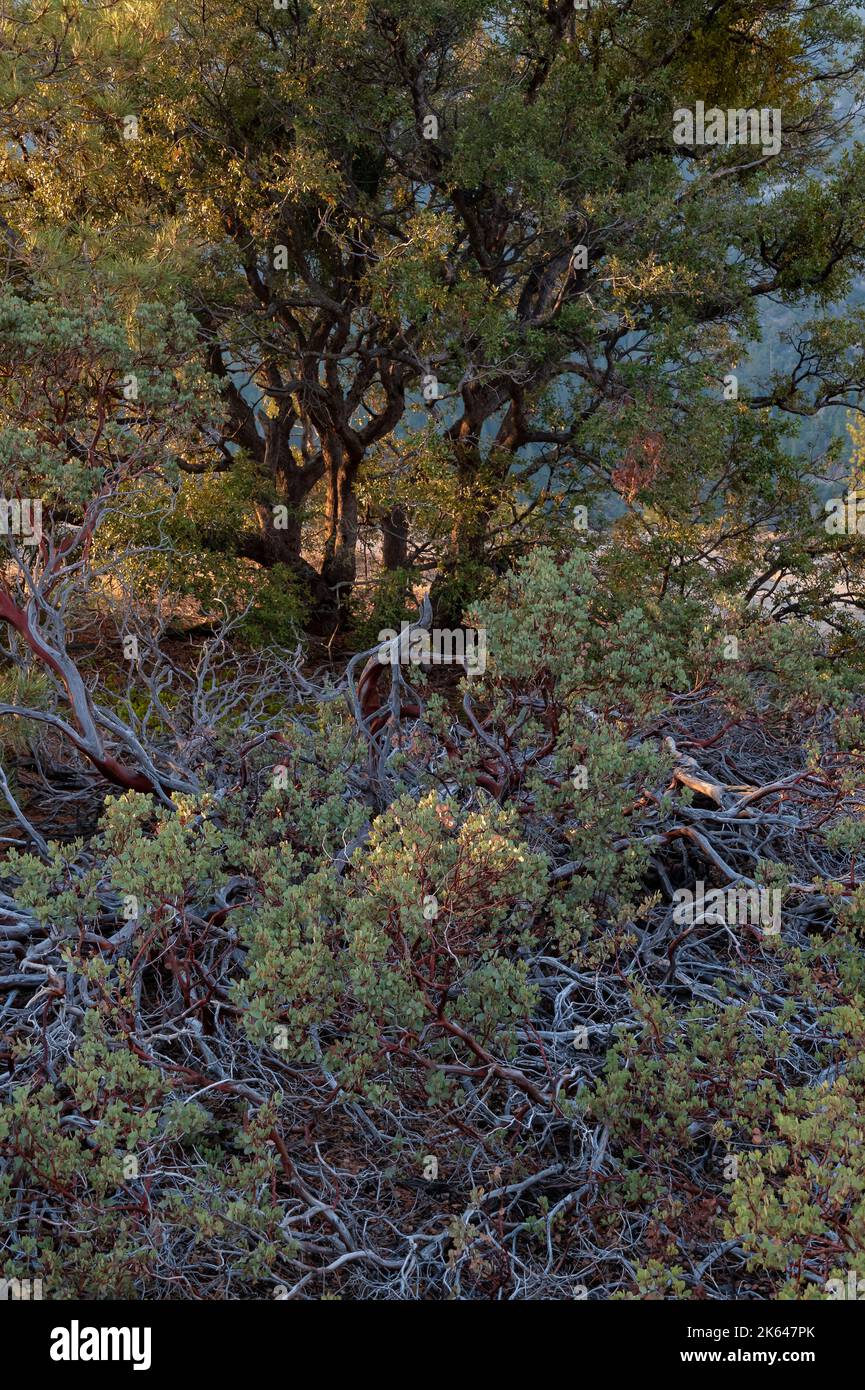 Arctostaphylos manzanita hi-res stock photography and images - Alamy