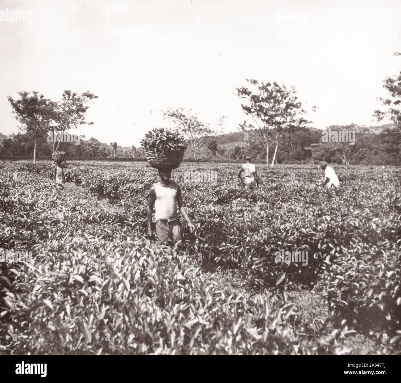 World war two british tea hi-res stock photography and images - Alamy