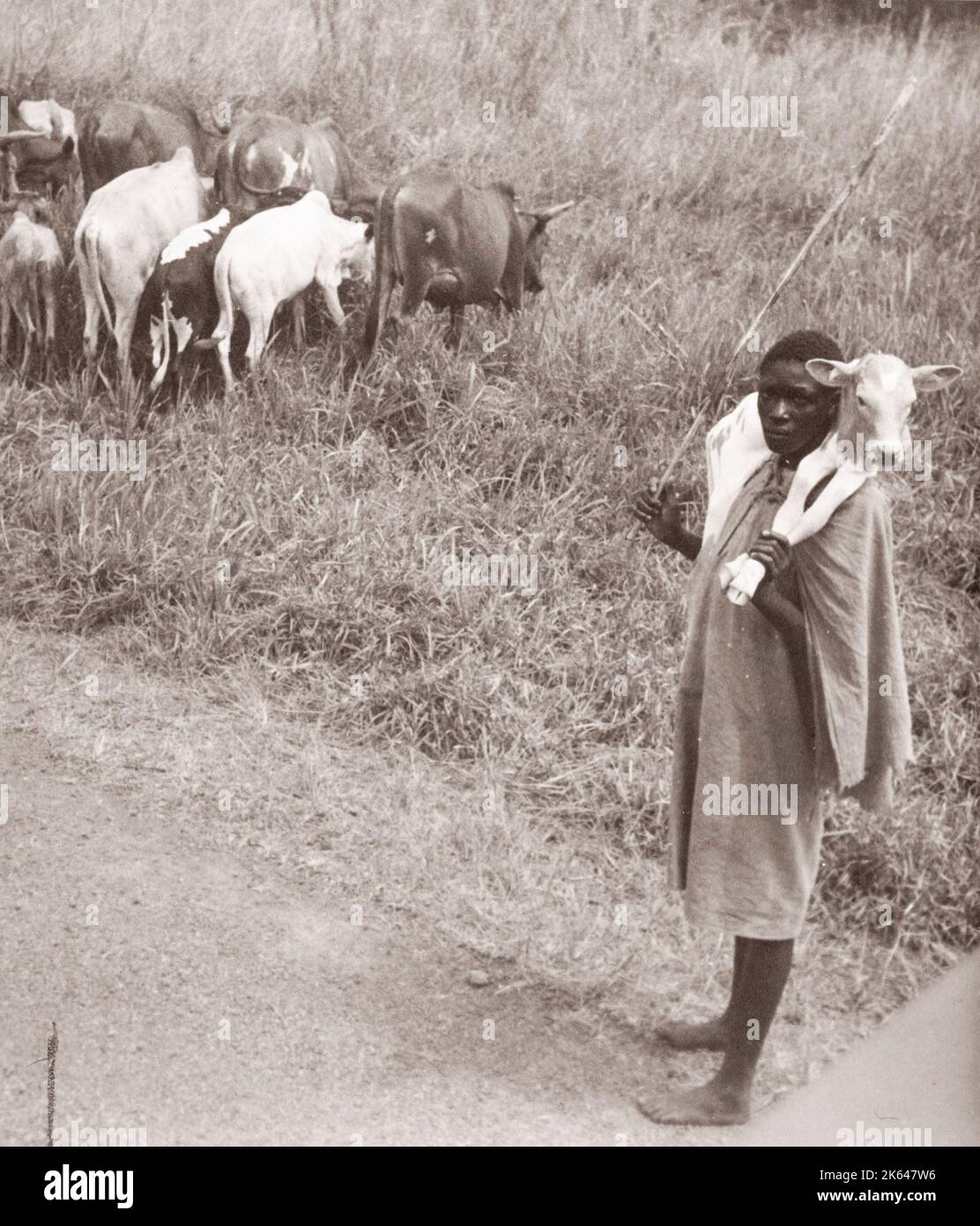 1940s East Africa - Uganda - cattle herder carrying a calf Photograph ...