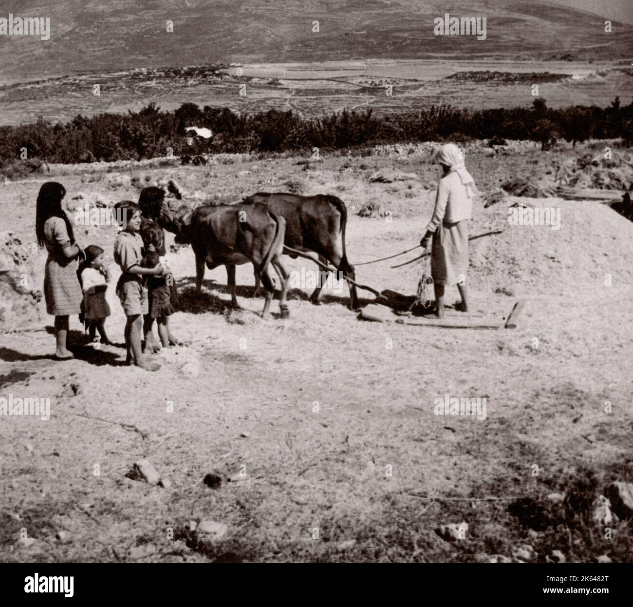 1843 - Syria - threshing grain with donkeys Photograph by a British ...