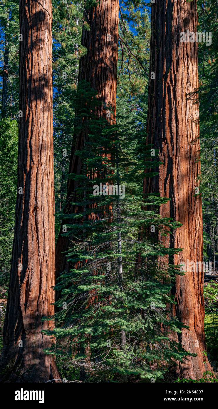 Three Sequoia tree trunks shelter newer growth in Mariposa Grove ...