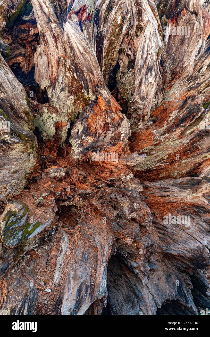 The root ball of a downed Sequoia tree has been washed of dirt by years of rain and is decaying ...