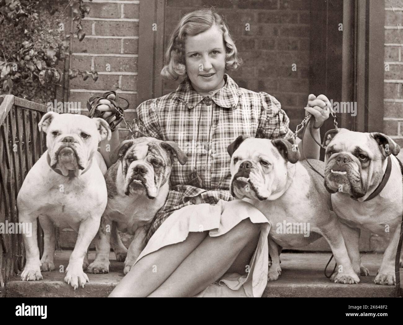 Bulldogs exhibited at Crufts dog show 1930's Stock Photo - Alamy