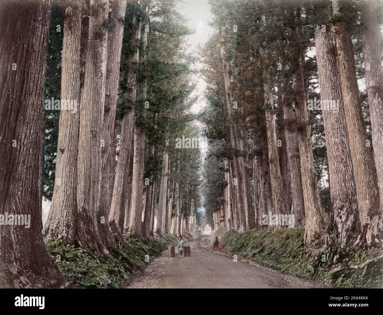 c. 1880s Japan - avenue of prine trees near Nikko Stock Photo - Alamy