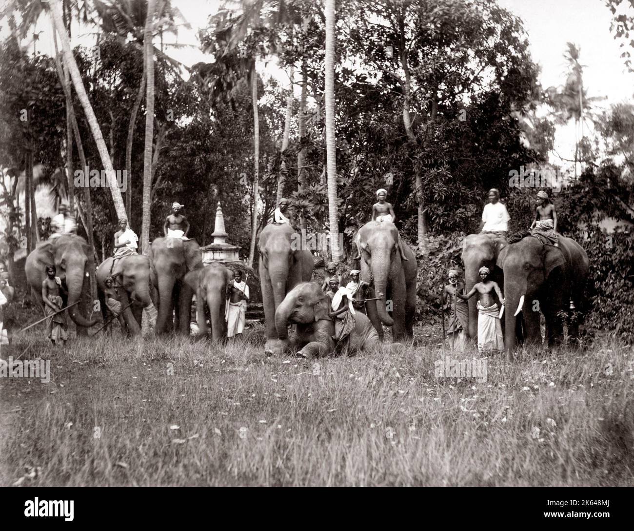 Early 1900s elephants india hi-res stock photography and images - Alamy