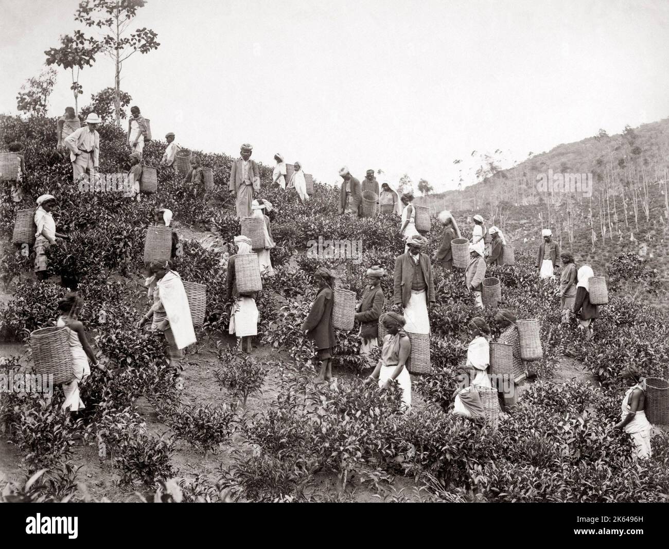 Tea history india hi-res stock photography and images - Alamy