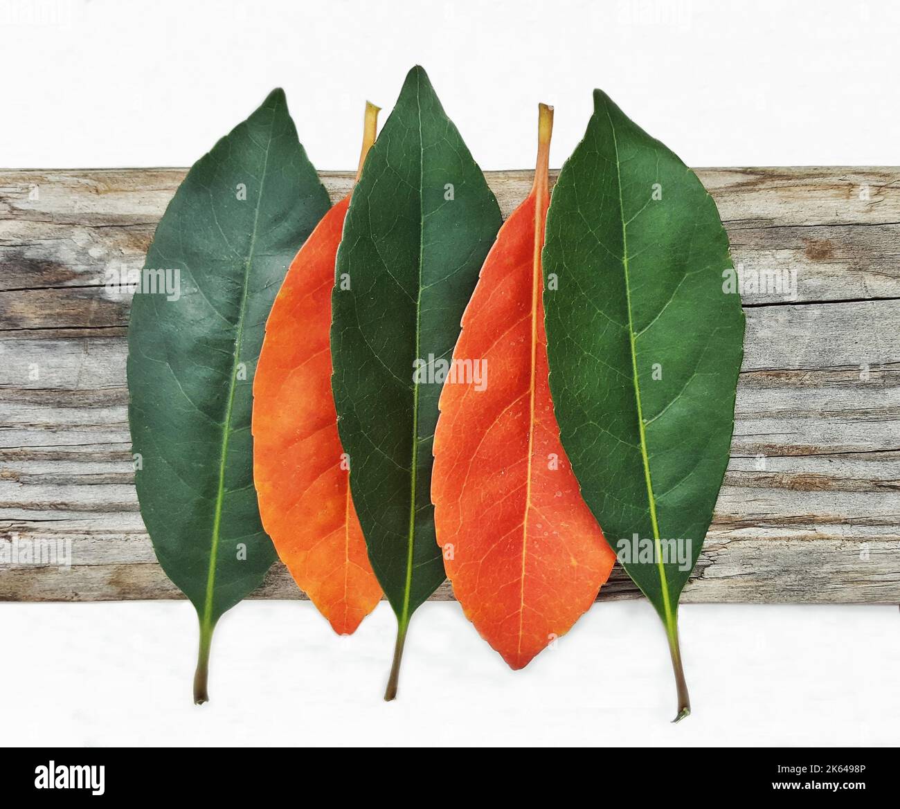 Green and orange leaves alternating pattern on a wooden board against a ...