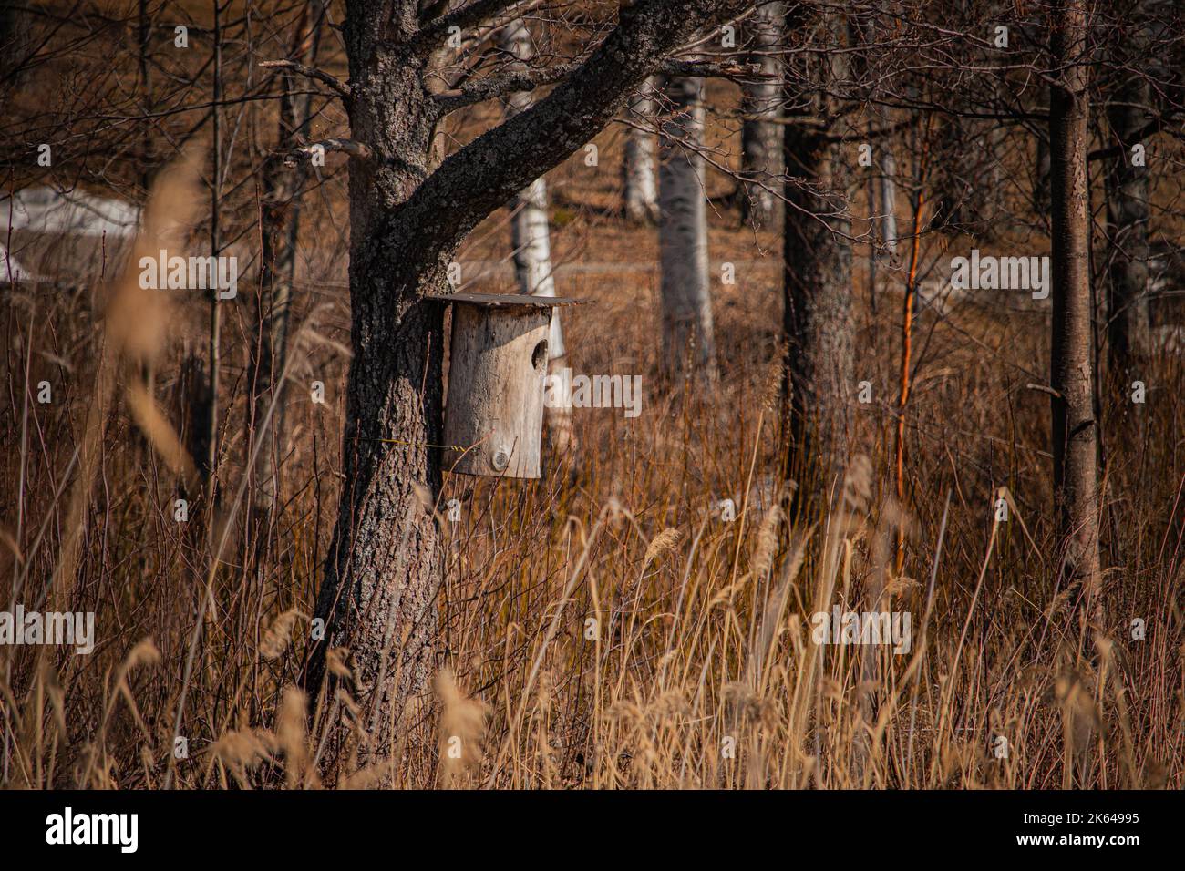 A wooden nesting box on a leafless tree in forest Stock Photo - Alamy