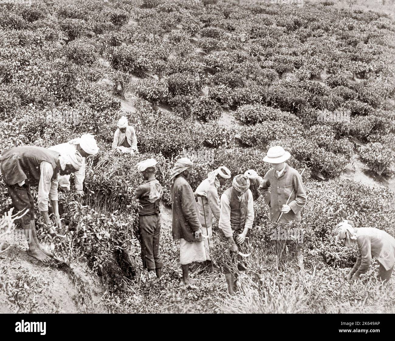 India plantation 19th century hi-res stock photography and images - Alamy