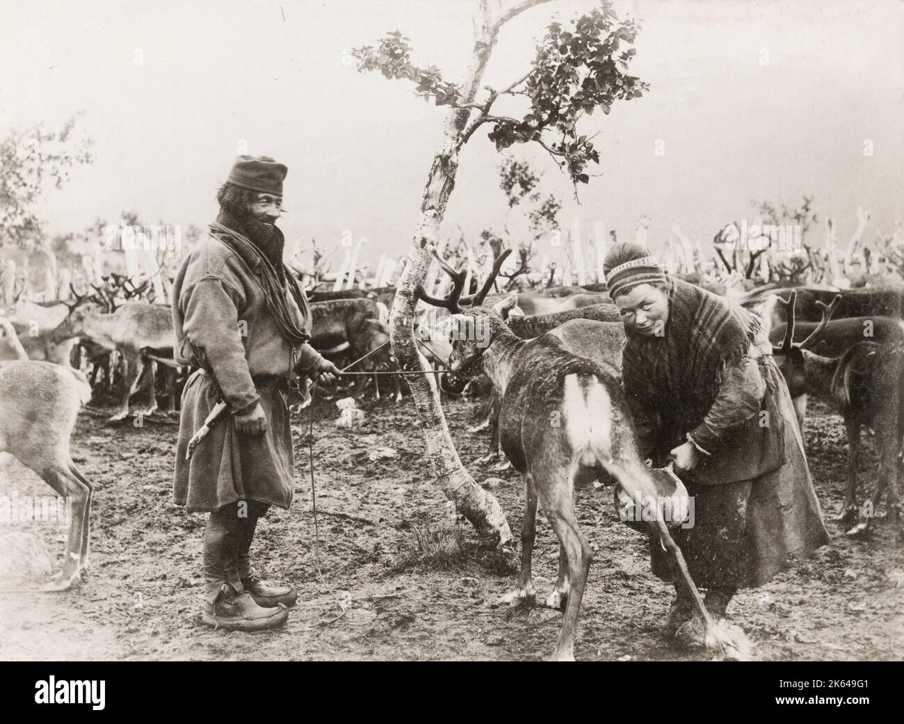 Vintage 19th century photograph: Sami man and woman milking a reindeer ...
