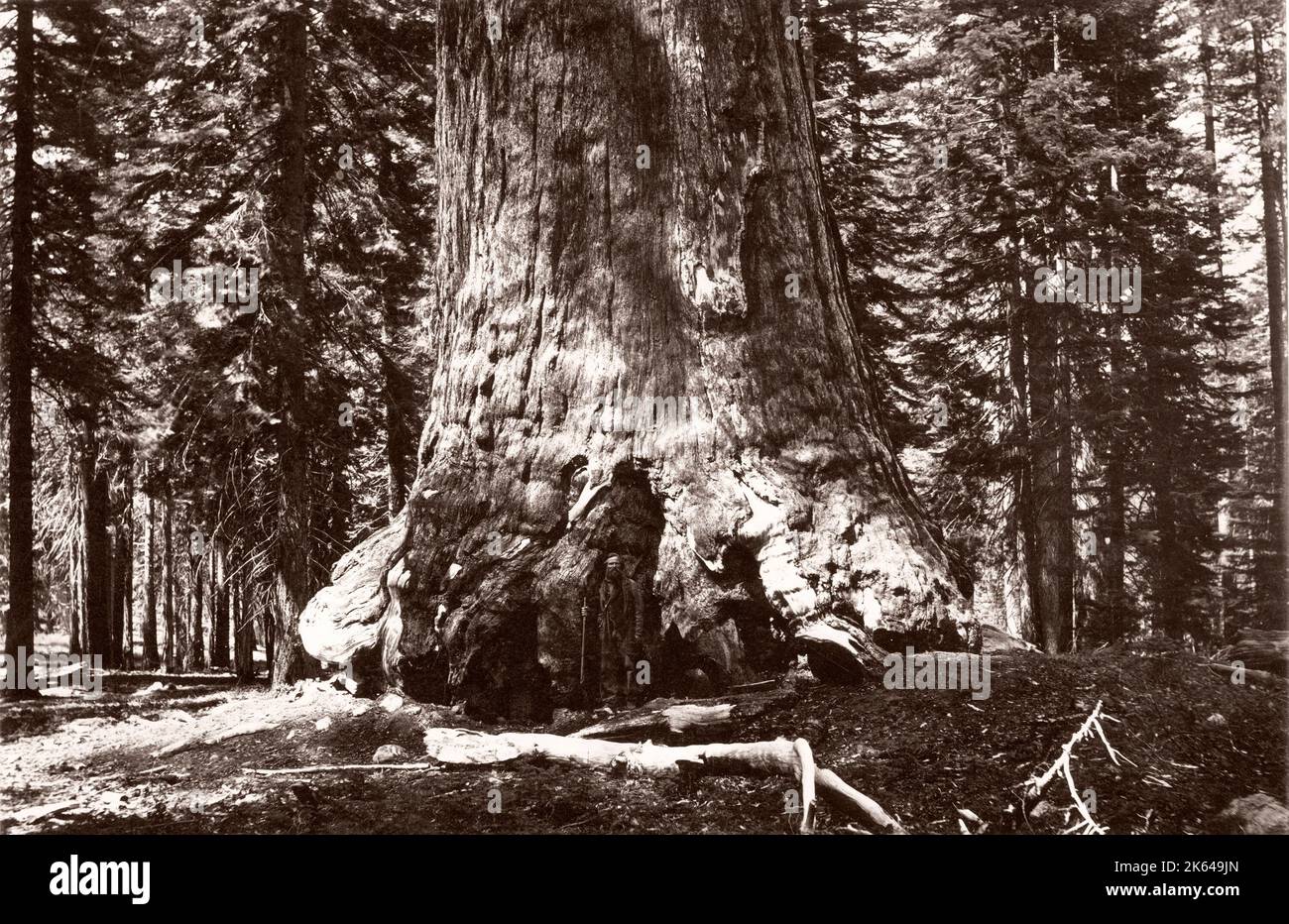 Giant sequoia forest 19th century hi-res stock photography and images ...