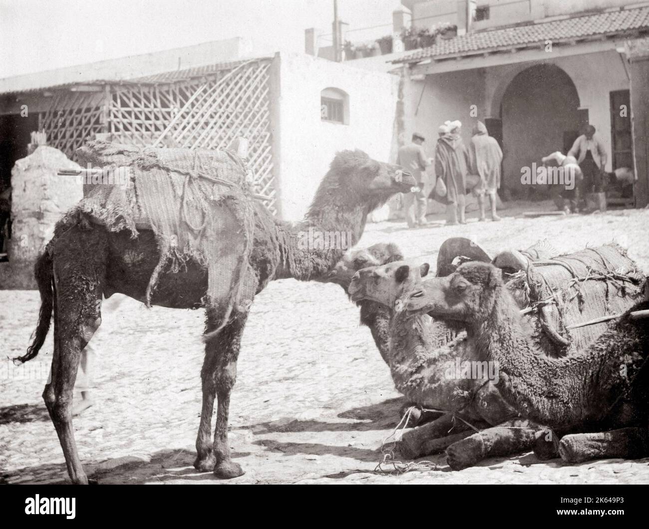 Camel caravan at rest, Tangier, Morocco, c.1900 Stock Photo - Alamy