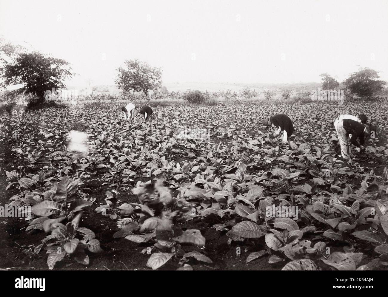 Tobacco plantation historical cuba hi-res stock photography and images ...