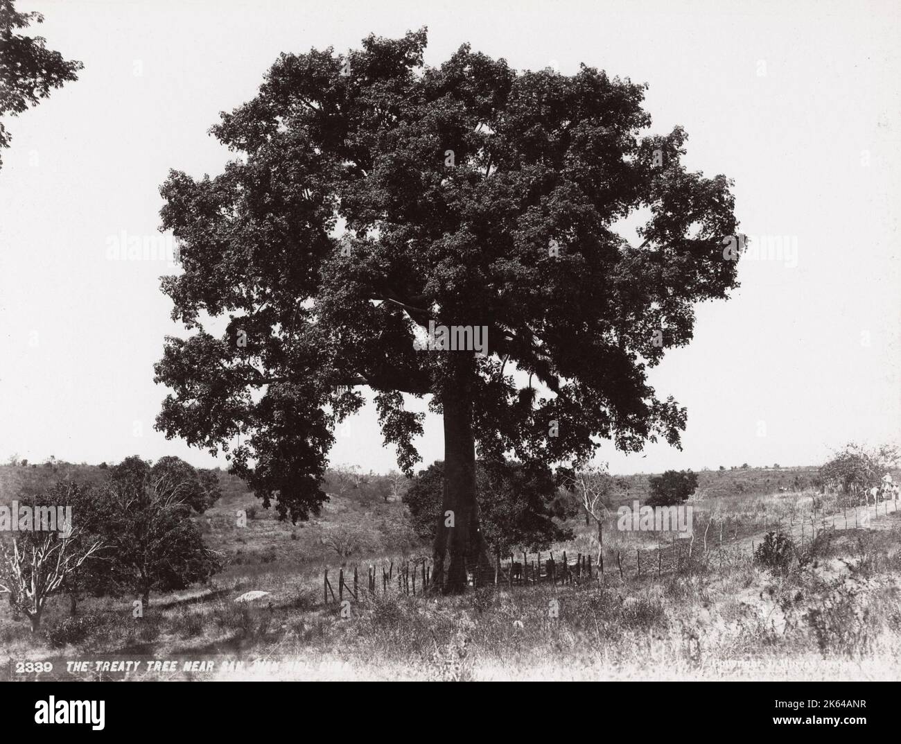 c.1900 photograph - Cuba: Treaty Tree near San Juan Hill Stock Photo ...