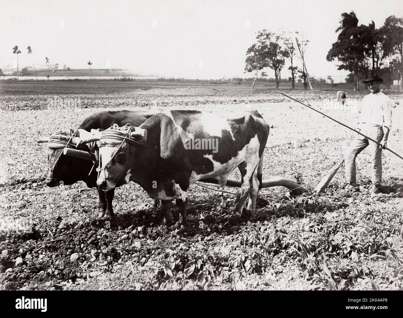 1900 farming hi-res stock photography and images - Alamy